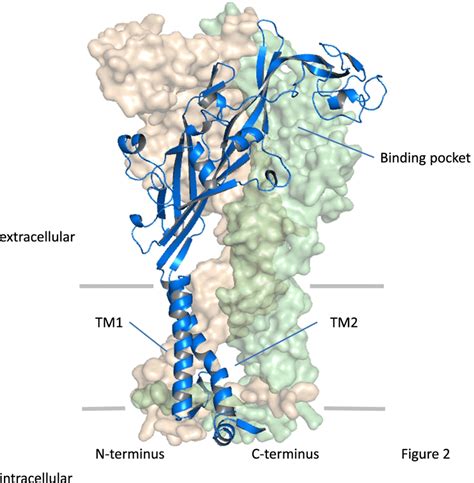 Trimeric Rat P2x2 Receptor As Representative Example One Subunit Is
