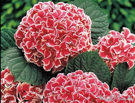 Гортензии в саду цветут... - Hydrangeas in the garden are blooming ...