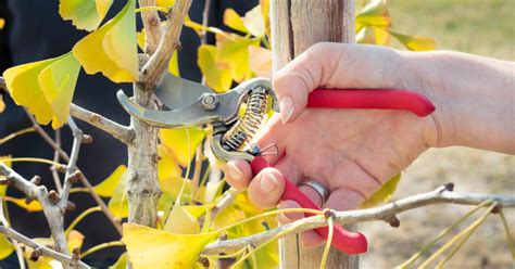 When Pruning Your Trees Avoid These Common Practices Sacramento Tree