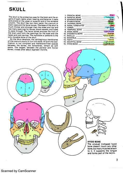 Solution Annotated Skeleton Bcoloring Bpacket Studypool