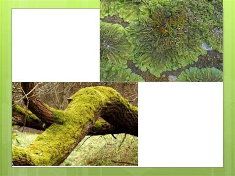 Classification Of Plants Divisions Of Plantspptx