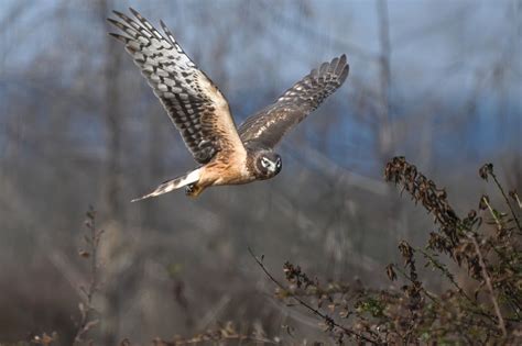 parameswaran ponnudurai on linkedin raptors