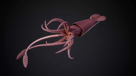 Colossal Squid Wallpapers Wallpaper Cave