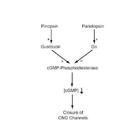 Figure S1 Parietal Eye Opsins Sequence Alignment Of Lizard Pinopsin Download Scientific
