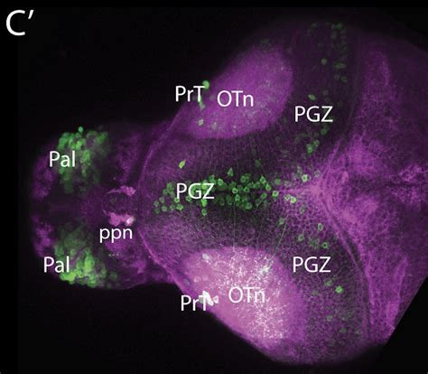 Transgenic Lines — Zebrafish Ucl