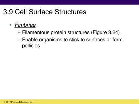 Ppt I Cell Shape And Size Powerpoint Presentation Free Download