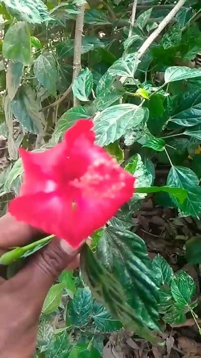 Radhe Radhe Youtube