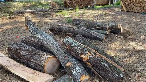 102 Getting A Couple Loads Of Cherry Logs Youtube