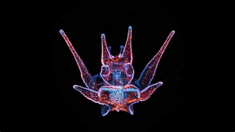 Five Incredible Selections From Scripps Oceanography Scientists Won