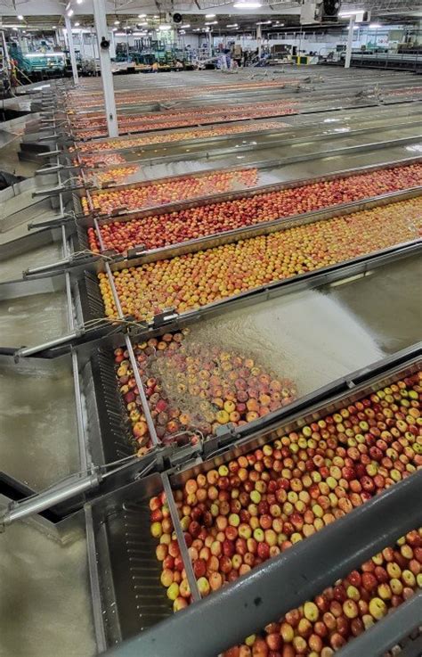 Used Sold Apple Sorting Line At Steep Hill Equipment Solutions