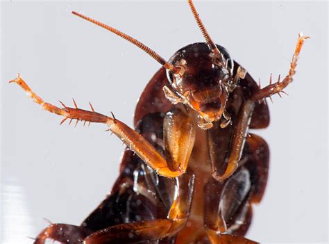 Cockroach Wallpapers