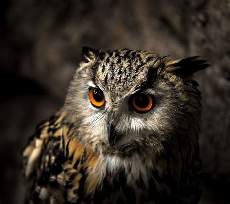 Обои На Рабочий Стол Совы 70 фото