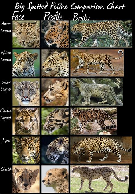 Big Cats Species In India
