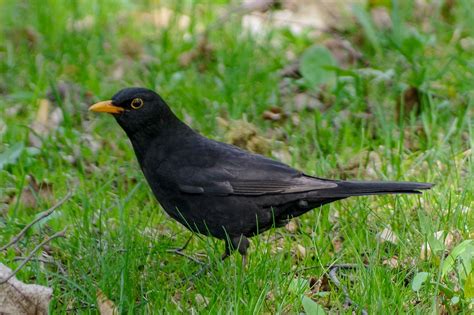 The Song Of The Blackbird National Vanguard