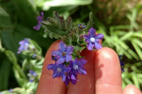 Common Bugloss Anchusa Officinalis Boraginaceae Borage On Noxious