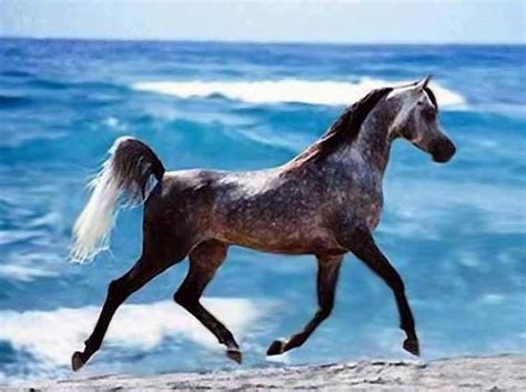 Cheval
