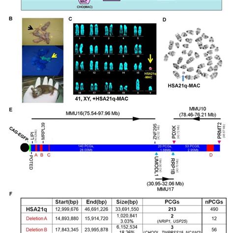 Circular Map Of Plasmid Vector Pyac3 The Picture Shows Yeast Download Scientific Diagram