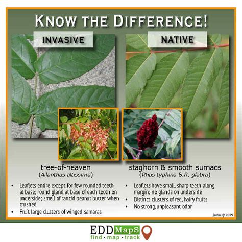 Tree Of Heaven Habitat At Crystal Twyman Blog