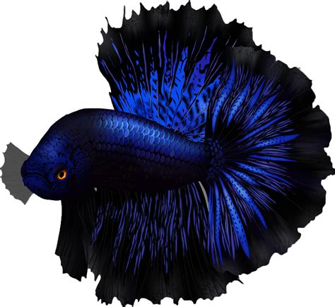 Download Betta Fish Name Flightless Bird Clipart Png Download Pikpng