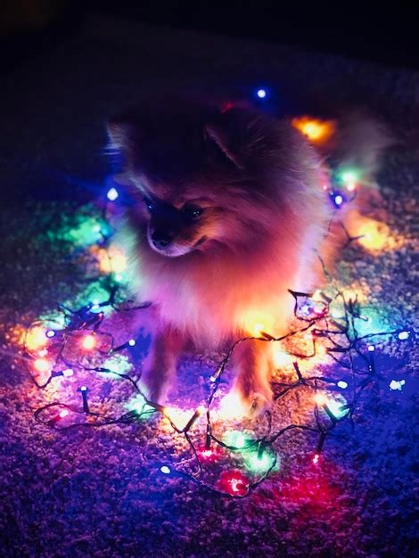 Close Up Of Dog With Illuminated String Light Premium Photo