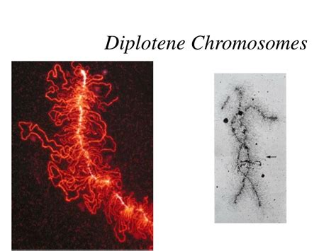 Ppt Gametogenesis Powerpoint Presentation Free Download Id259258