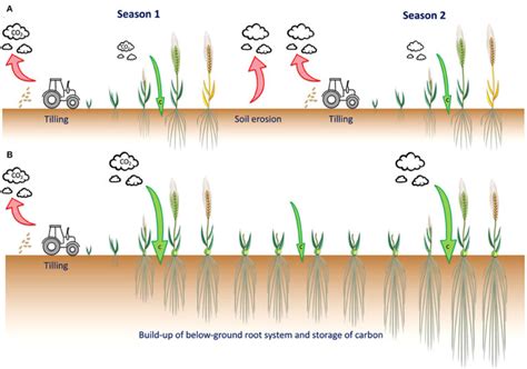Examples Of Perennial Crops For Sustainable Farming Solutions
