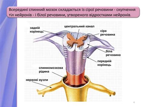 Центральна нервова система людини Спинний мозок презентация онлайн