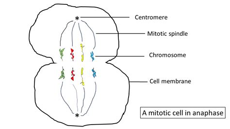 The Fate Of Transferred Mosaic Embryos By Dr Huang