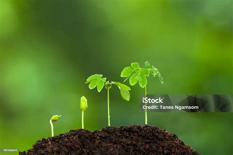 雨季に肥沃な土壌に成長する緑の若い熱帯植物 子葉のストックフォトや画像を多数ご用意 子葉 成長 しずく Istock