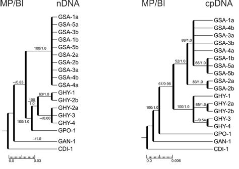 Phylogenetic Trees Derived From The Analysis Of Maximum Parsimony Mp