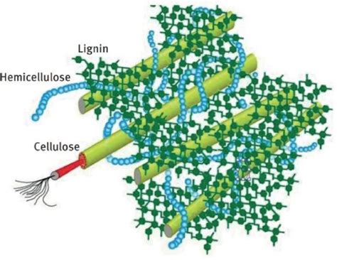 Lignin And Cellulose