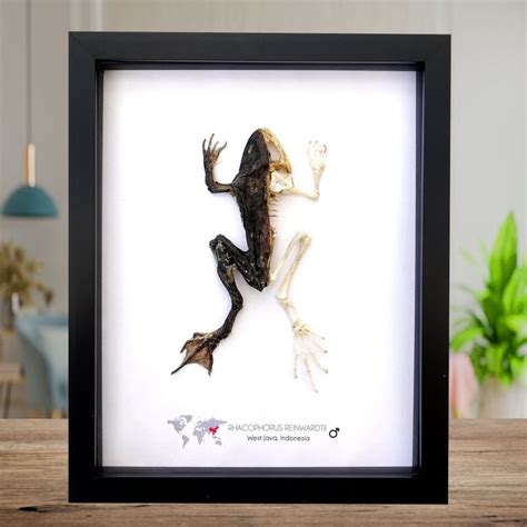 Half Skeleton Frog Rhacophorus Reinwardtii Reinwardts Tree Frog