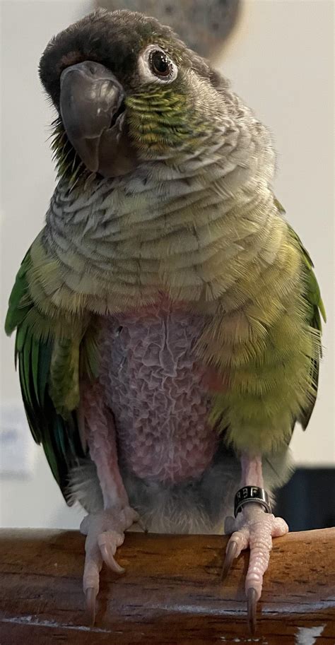 Need Advice For My Conure Who Has Laid An Egg Read Comment Rconures