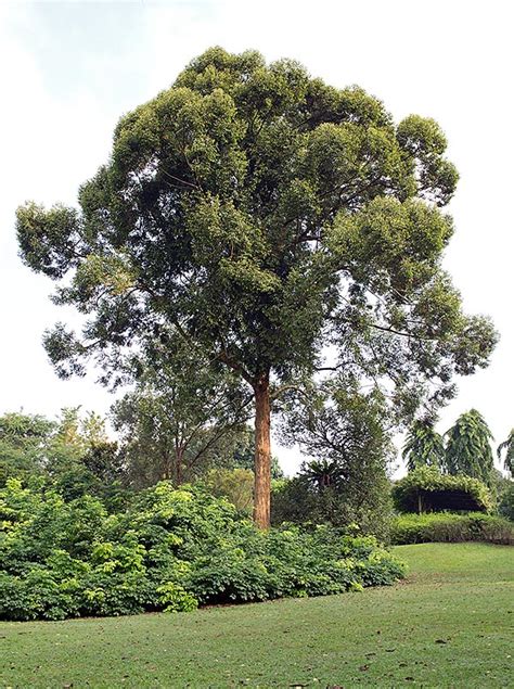 Dryobalanops Sumatrensis Monaco Nature Encyclopedia