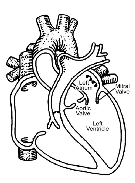 How To Draw A Simple Heart Diagram