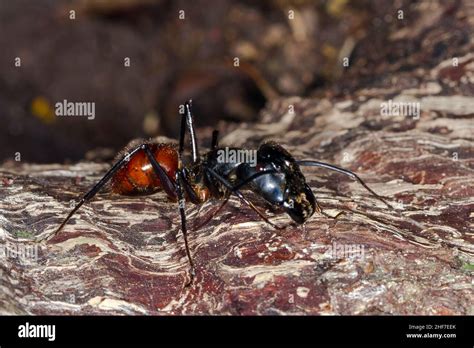 Common Ant Dinomyrmex Camponotus Gigas Sepilok Sabah Borneo