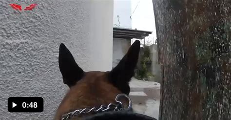 The Good Boy Doing His Job Was Taken Down For Done Reason Let S Give It Another Try GAG