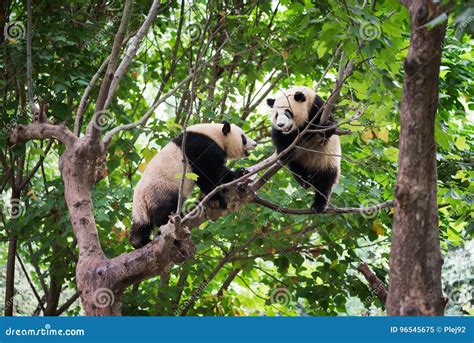 Two Giant Pandas Playing In A Tree Stock Image Image Of Panda Black