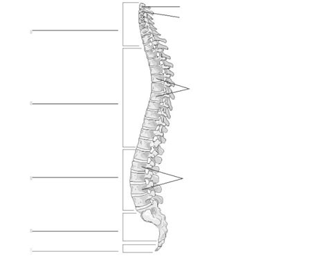 Label The Vertebral Column — Printable Worksheet
