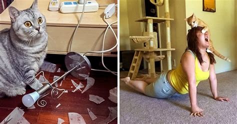 15 безумных котов которые плевать хотели на ваш авторитет Adme