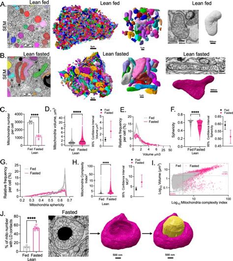 Dr Lucas Schütz On Linkedin Spatial Mapping Of Hepatic Er And Mitochondria Architecture Reveals…