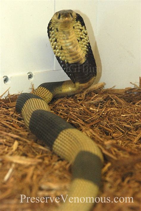 Banded Egyptian Cobra