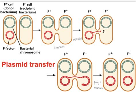 Genetics Chapter 9 Flashcards Quizlet
