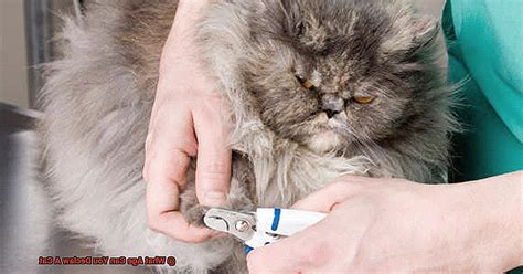 Can You Declaw Your Cat In Michigan At Eugene Mash Blog