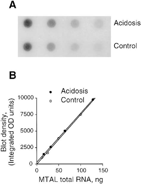 Dot Blot Analysis Of Mrnas During Cma Serial Twofold Dilutions Of Mtal