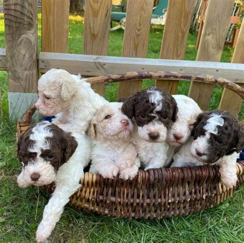 15 Photos Of Lagotto Romagnolo Puppies That Make Everyone Fall In Love