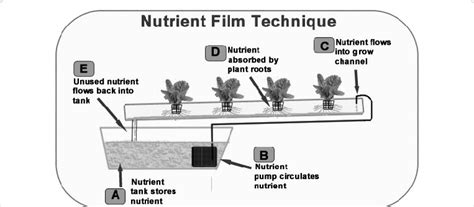 Nft System As Plants Grow And Nutrient Circulated In A Thin Film
