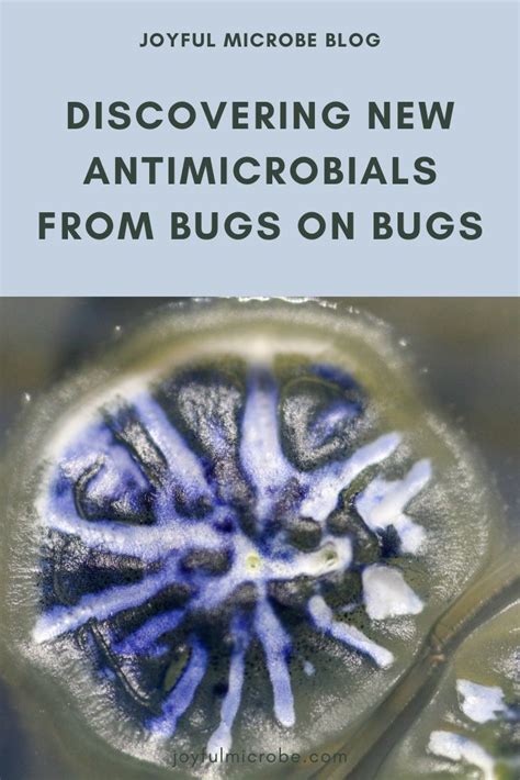 Discovering New Antimicrobials From Bugs On Bugs Joyful Microbe