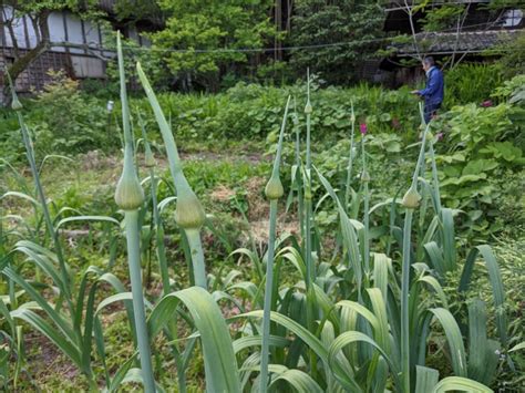あません代表理事 中井俊作の言葉 天草1000年の人と土の営み