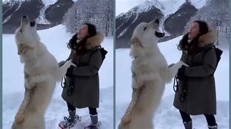 Woman Captured Howling With Gigantic White Wolf In Beautiful Footage